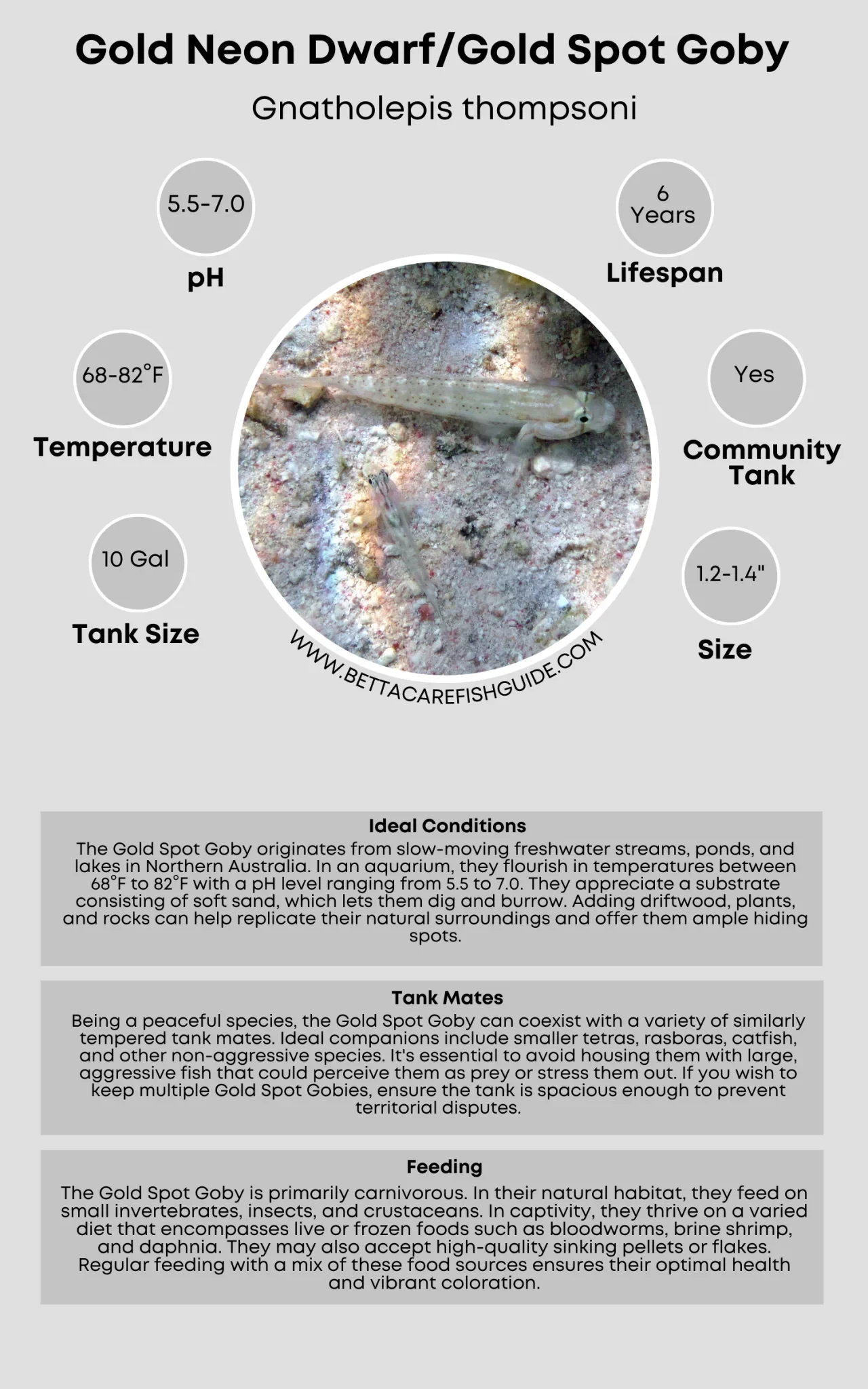 22 Types Of Freshwater Goby (Common To Rare)