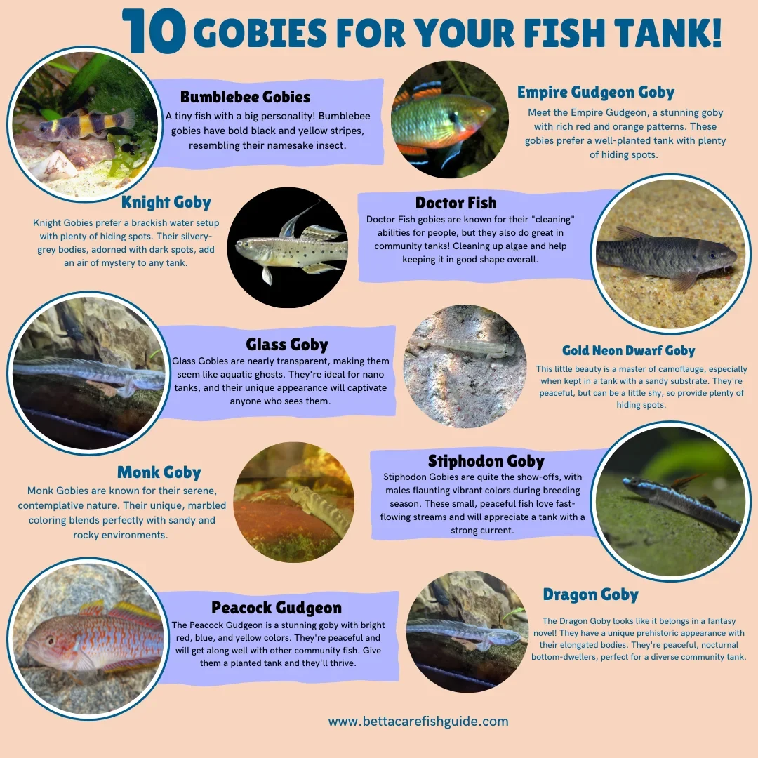 22 Types Of Freshwater Goby (Common To Rare)