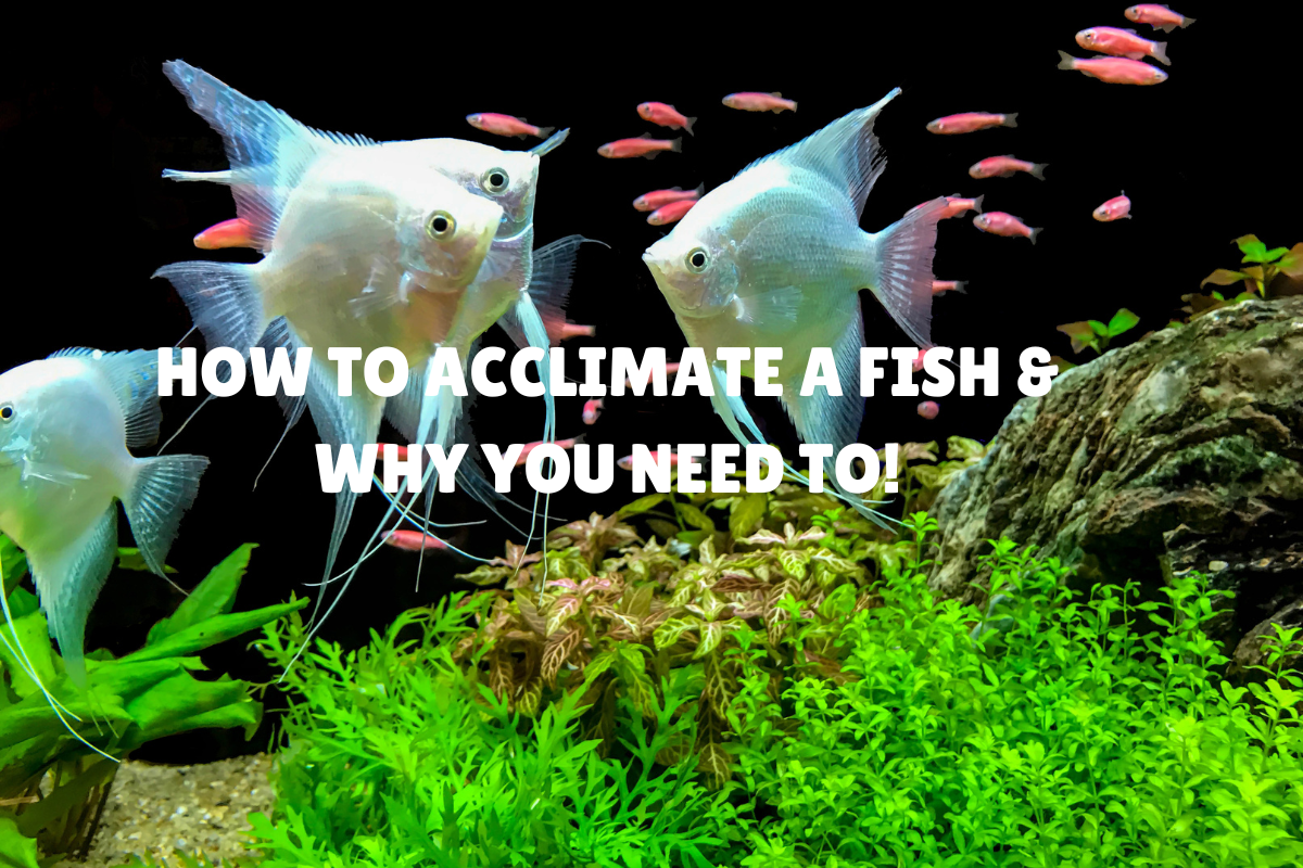 Betta Care Fish Guide